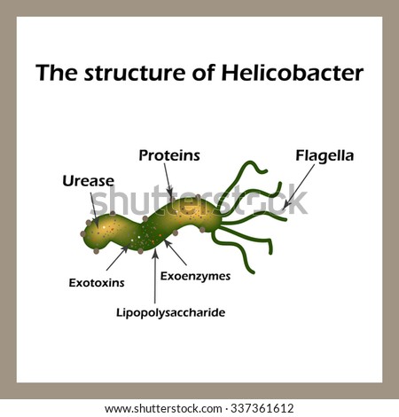 Structure Helicobacter Pylori Infographics Vector Illustration Stock ...