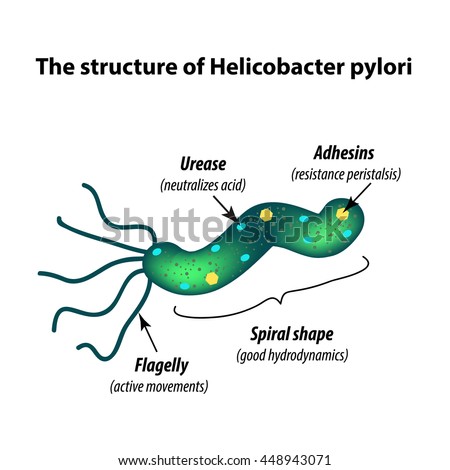 Structure Helicobacter Pylori Infographics Vector Illustration Stock ...