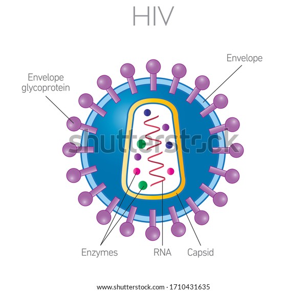 2.650 Hiv Structure Bilder, Stockfotos und Vektorgrafiken | Shutterstock
