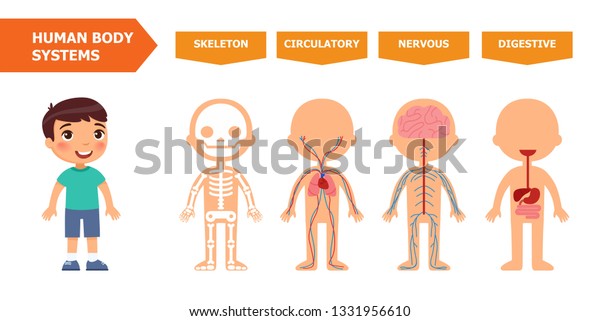 Structure Human Body Anatomy Children Systems 스톡 벡터(로열티 프리) 1331956610 ...