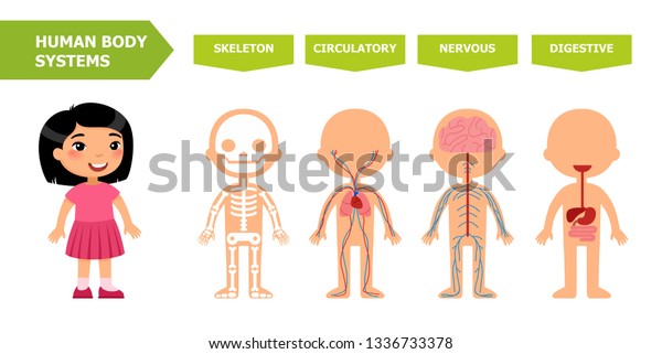 Structure Human Body Anatomy Children Systems: เวกเตอร์สต็อก (ปลอดค่า ...