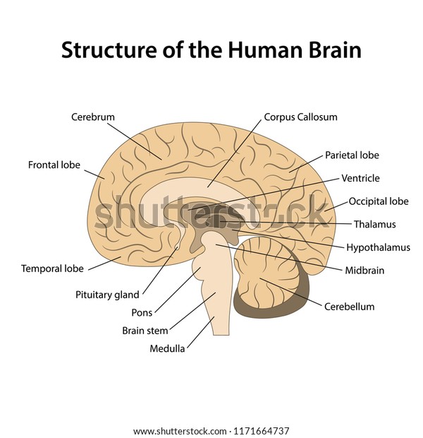 Structure Human Brain Main Parts Labeled: เวกเตอร์สต็อก (ปลอดค่า ...