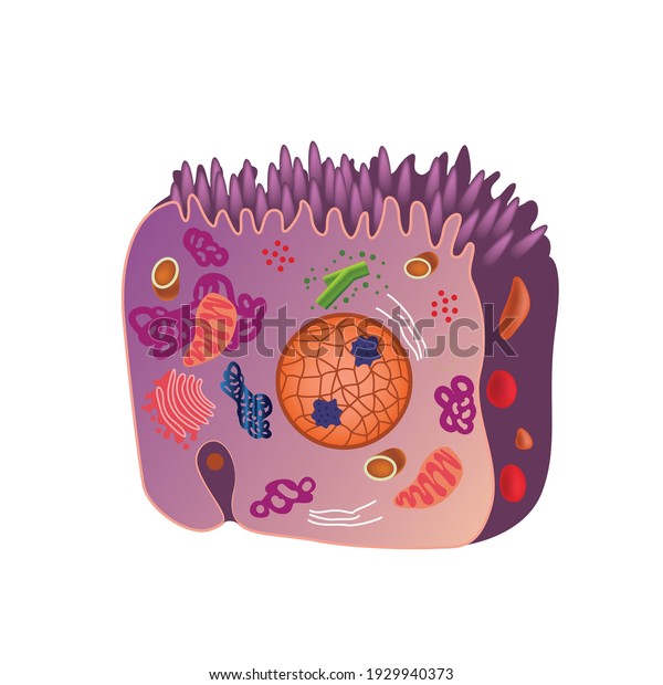 Structure Human Cell Anatomy Learning Symbol Stock Vector (Royalty Free ...