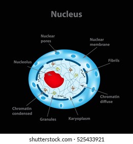 Structure Human Cell Nucleus Infographics Vector Stock Vector (Royalty ...