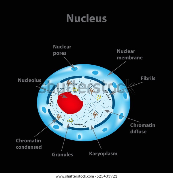 Structure Human Cell Nucleus Infographics Vector Stok Vektör (Telifsiz ...