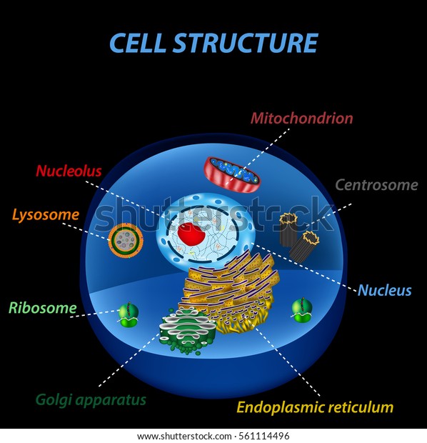 Structure Human Cells Organelles Core Nucleus Stock Vector (Royalty ...