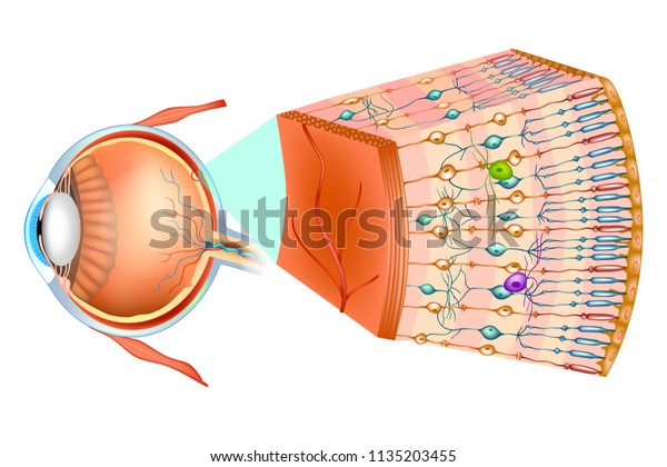 Estructura del ojo humano y organización de la retina. Parte óptica de ...