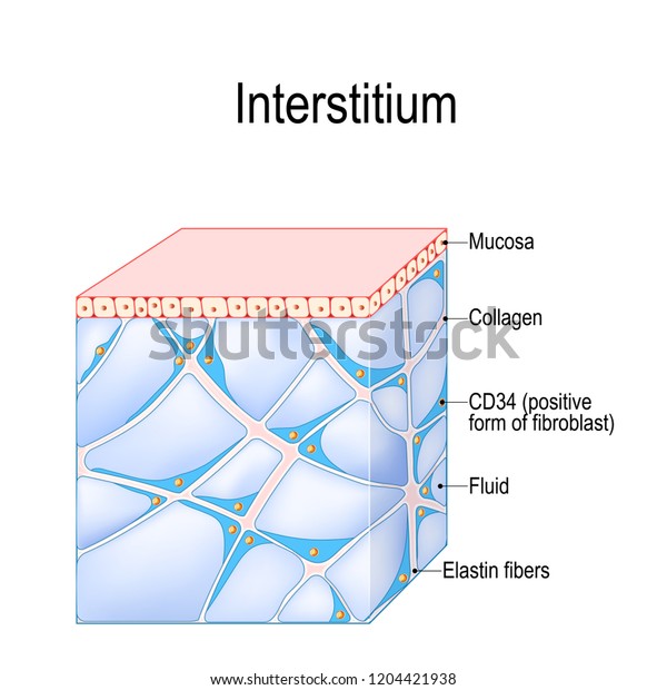Structure Interstitium New Organ Interstitial Reservoir 스톡 벡터(로열티 프리 ...