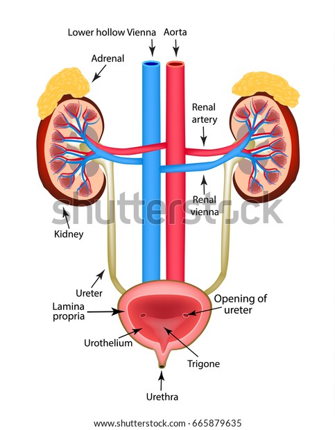 Structure Kidneys Adrenal Gland Bladder Infographics 스톡 벡터(로열티 프리 ...
