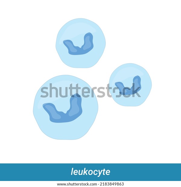 Structure Leukocyte White Blood Cell Immunity: เวกเตอร์สต็อก (ปลอดค่า ...