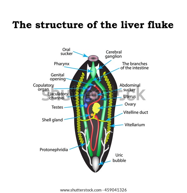 Structure Liver Fluke Infographics Vector Illustration Stock Vector ...