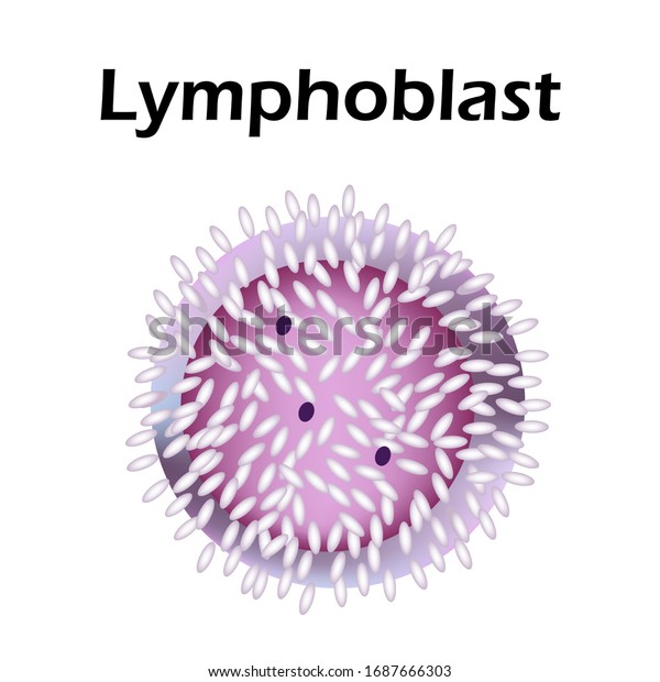 Structure Lymphocyte Lymphocytes Blood Cell White Stock Vector (Royalty ...