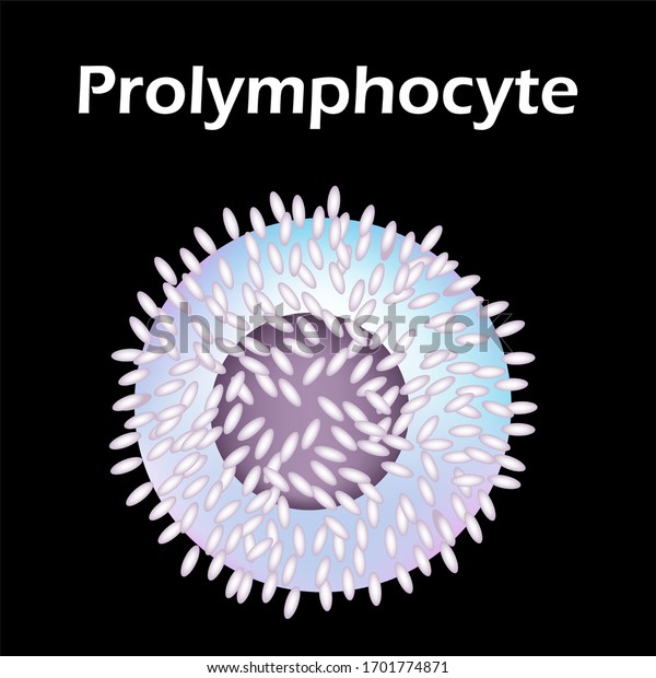 Structure Lymphocyte Lymphocytes Blood Cell White Stock Vector (Royalty ...