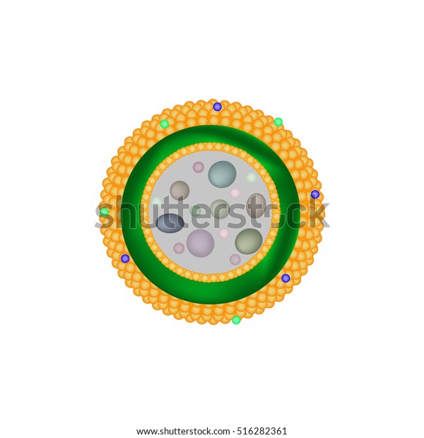 Structure Lysosomes Infographics Vector Illustration On Stock Vector ... Structure Lysosomes Infographics Vector Illustration On Stock Vector ...