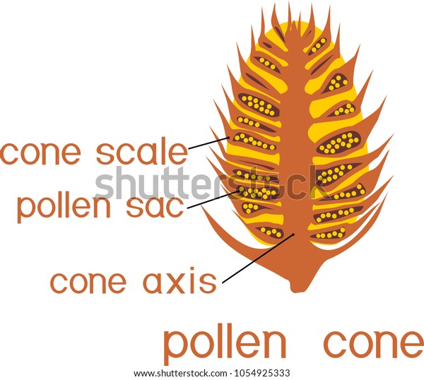 Structure Male Pollen Cone Pine Titles Stock Vector (Royalty Free ...