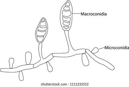 Microsporum Images, Stock Photos & Vectors | Shutterstock