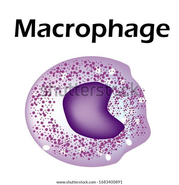 Structure Monocyte Monocytes Blood Cell Macrophage Stock Vector ...