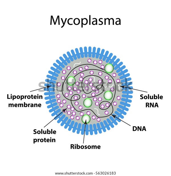 Structure Mycoplasma Infographics Vector Illustration On 库存矢量图（免版税 ...