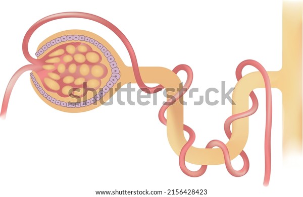 Structure Nephron Biology Excretory System Stock Vector (Royalty Free ...