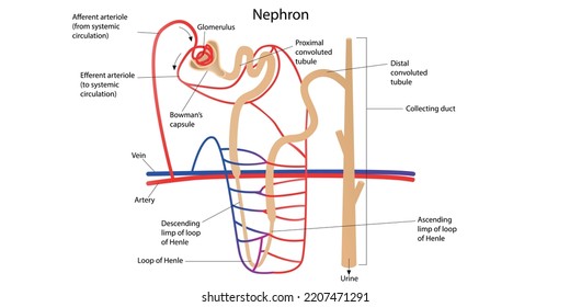 Structure Nephron Pointers Vector Illustration Stock Vector (Royalty ...
