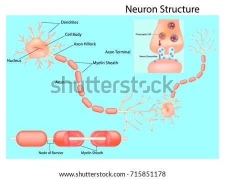 Structure Neuron Axon Terminal Stock Vector (Royalty Free) 715851178 ...