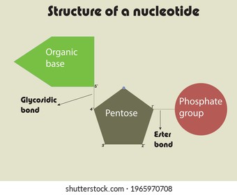 Structure Nucleotide Chemical Bonds Stock Vector (Royalty Free ...