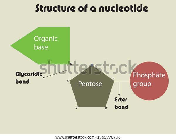 Structure Nucleotide Chemical Bonds Stock Vector (Royalty Free) 1965970708