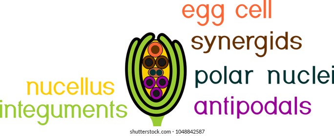 10 Synergids Images, Stock Photos & Vectors | Shutterstock
