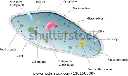 Protist Drawing | Free download on ClipArtMag