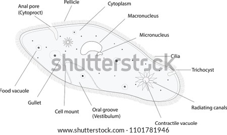Protist Drawing | Free download on ClipArtMag