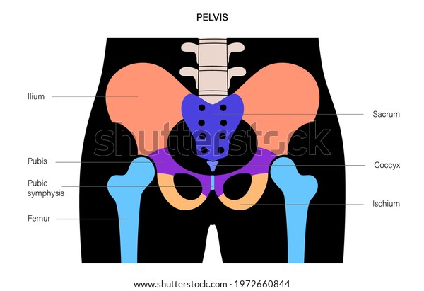Structure Pelvis Anatomical Poster Human Skeleton Stockvektor ...