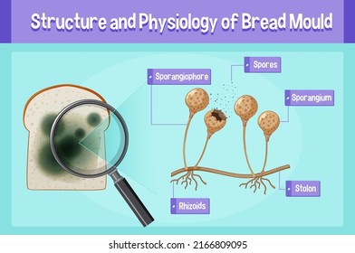 Structure Physiology Bread Mold Illustration Stock Vector (Royalty Free ...
