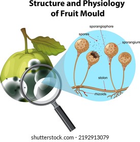 Structure Physiology Fruit Mold Illustration Stock Vector (Royalty Free ...