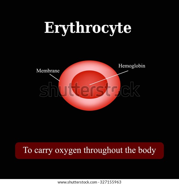 Structure Red Blood Cell Erythrocyte Vector Stock Vector (Royalty Free ...