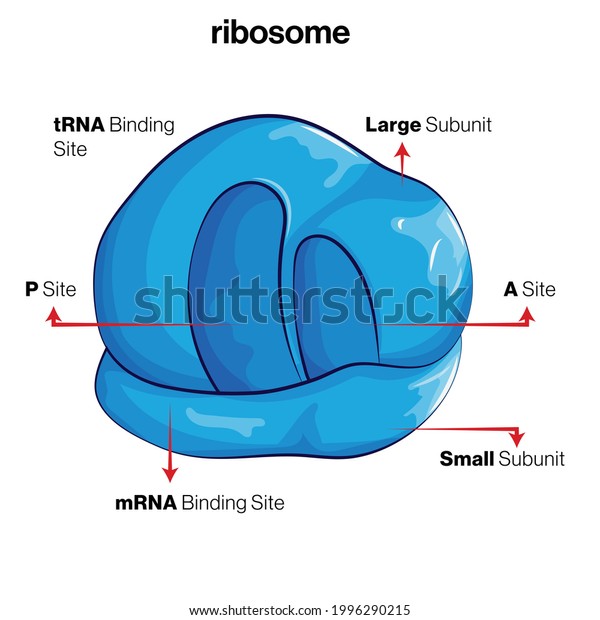 Structure Ribosome Illustration White Background Stock Vector (Royalty ...