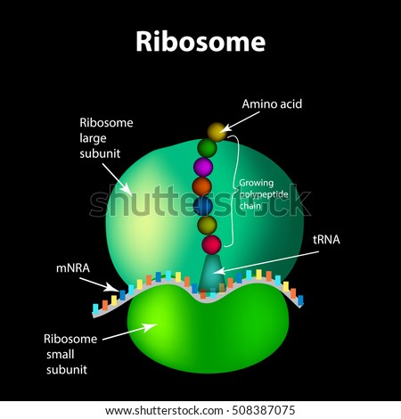 Structure Ribosome Infographics Vector Illustration 스톡 벡터(사용료 없음 ...