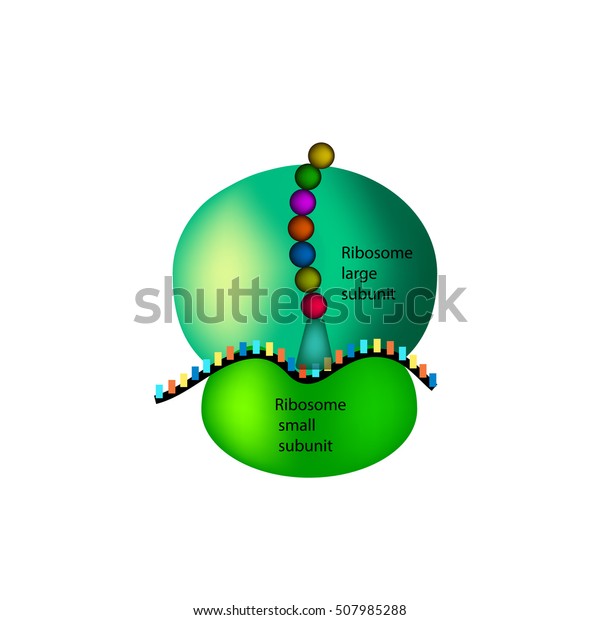 Structure Ribosome Infographics Vector Illustration On: vector de stock ...