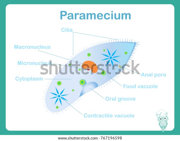 Structure Scheme Paramecium School Biology Lessons Stock Vector ...