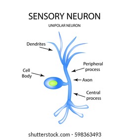 Structure Sensory Neuron Infographics Vector Illustration Stock Vector ...