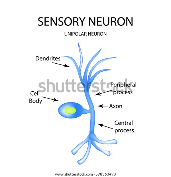 The structure of the sensory neuron. Infographics. Vector illustration ...