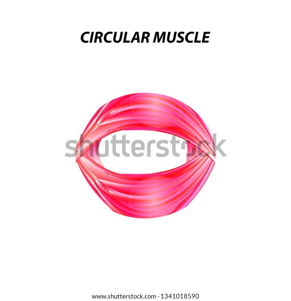 Structure Skeletal Muscle Circular Muscle Tendon Stock Vector (Royalty ...