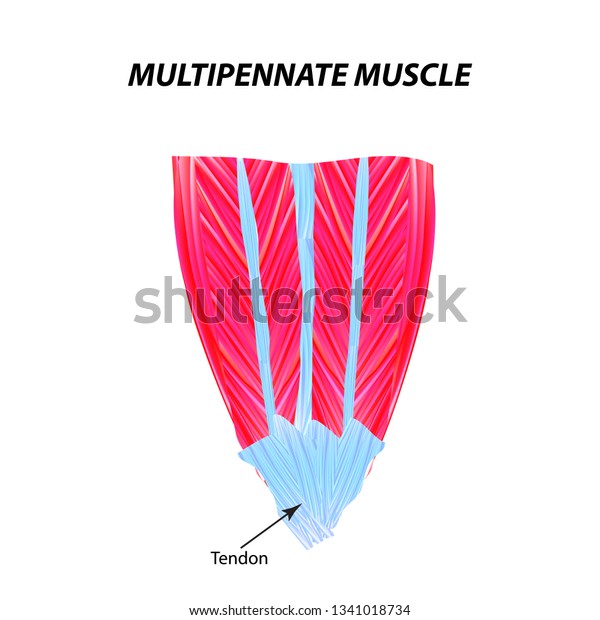 Structure Skeletal Muscle Multipennate Muscle Tendon Stock Vector ...