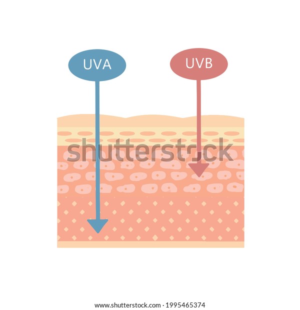 Structure Skin How Uva Uvb Work Stock Vector (Royalty Free) 1995465374 ...