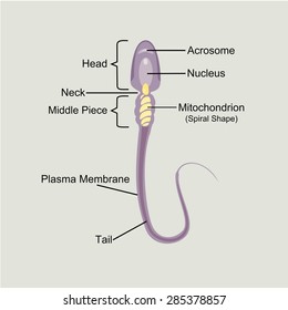 Structure Sperm Cell Stock Vector (Royalty Free) 285378857 | Shutterstock