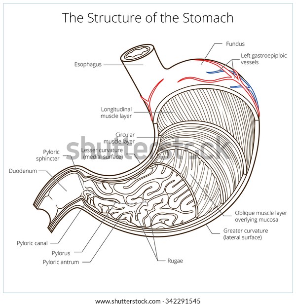 Structure Stomach Medical Educational Vector Illustration Stock Vector ...