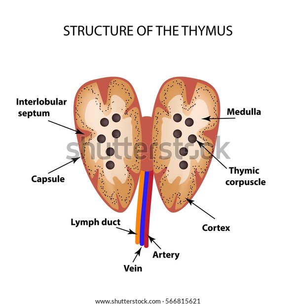 Structure Thymus Thymus Gland Infographics Vector Stock Vector (Royalty ...