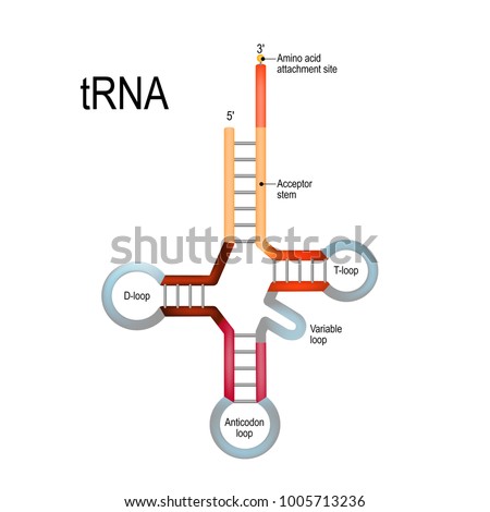 Structure Transfer RNA T RNA T RN As Component Stock Vector (Royalty ...