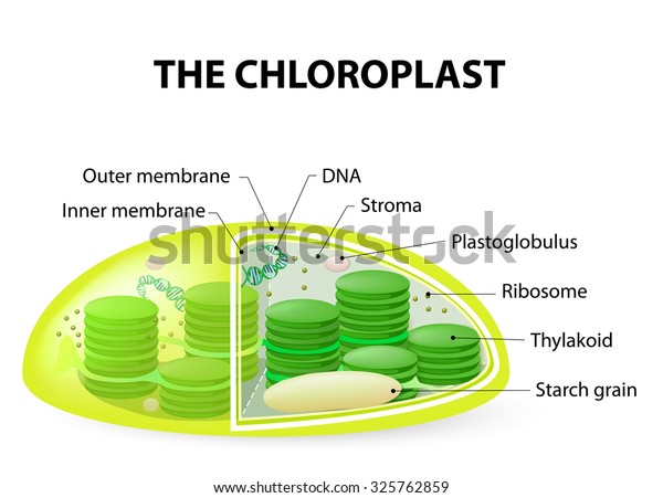 Structure Typical Higherplant Chloroplast Stock Vector (Royalty Free ...