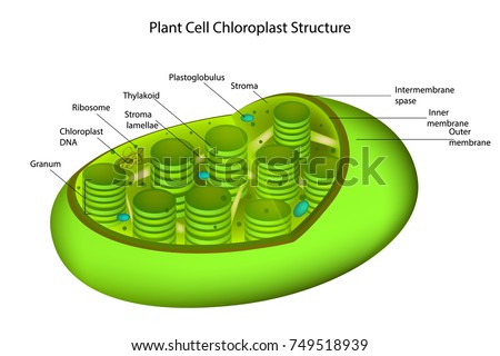 Structure Typical Higherplant Chloroplast Chloroplast Diagram Stock ...