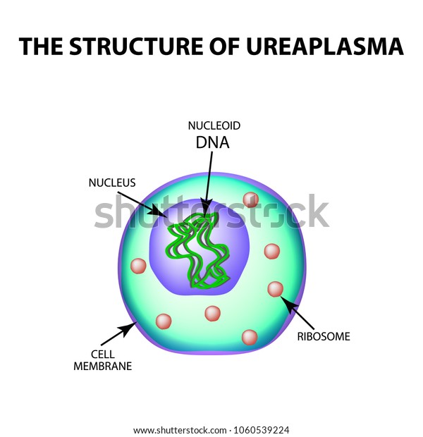 Structure Ureaplasma Infographics Vector Illustration On 스톡 벡터(로열티 프리 ...